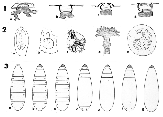 Glossaire progressif : Stigmate